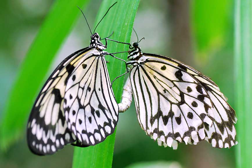 Butterfly Exhibits in Florida – Discover Butterfly Houses - Find Places ...